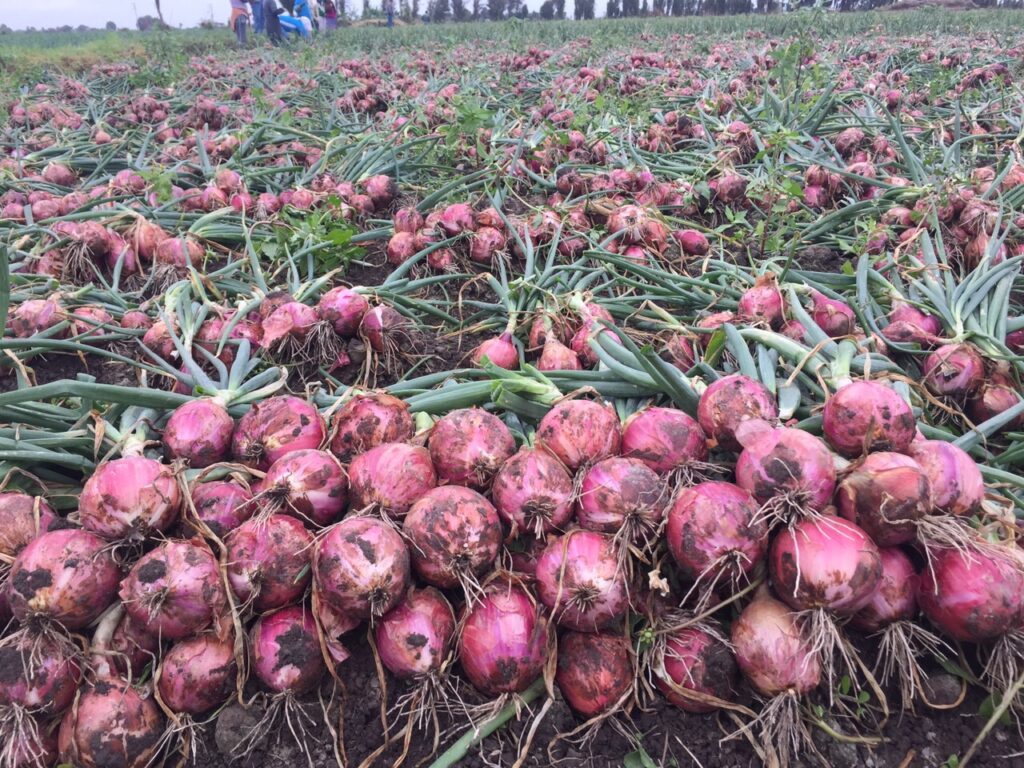 Cebolla Pantera Rosa con resistencia a Raíz Rosada y con Alta ...