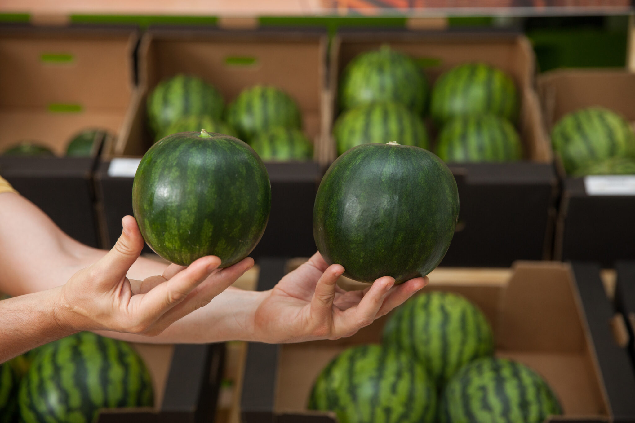 Lynx - Latin America