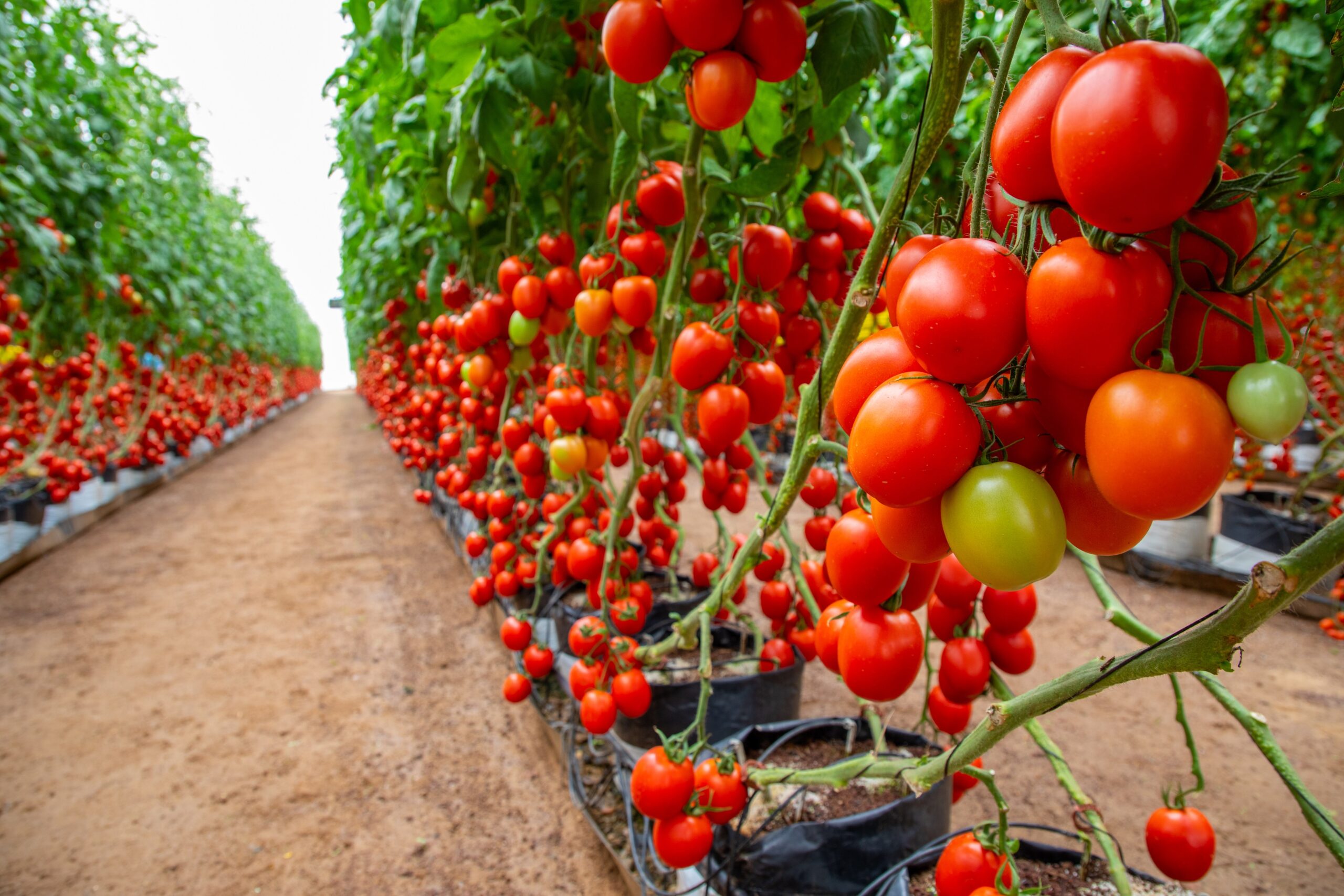 Canelo - Latin America