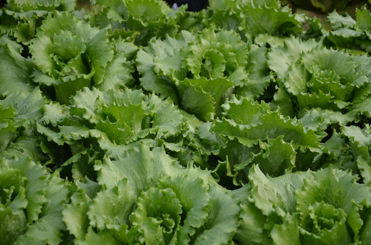 Liad - Latin America