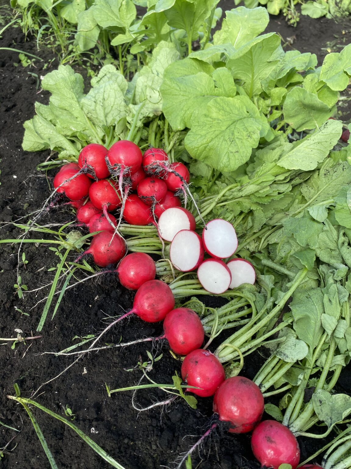 Robello - Latin America