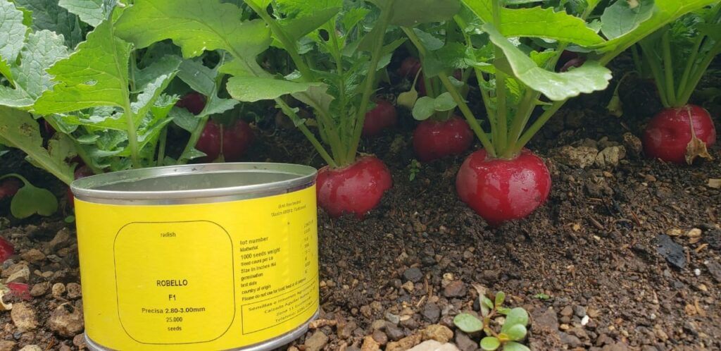 Robello - Latin America