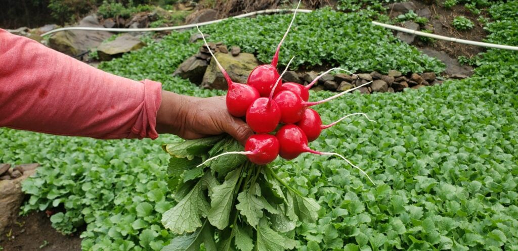 Robello - Latin America