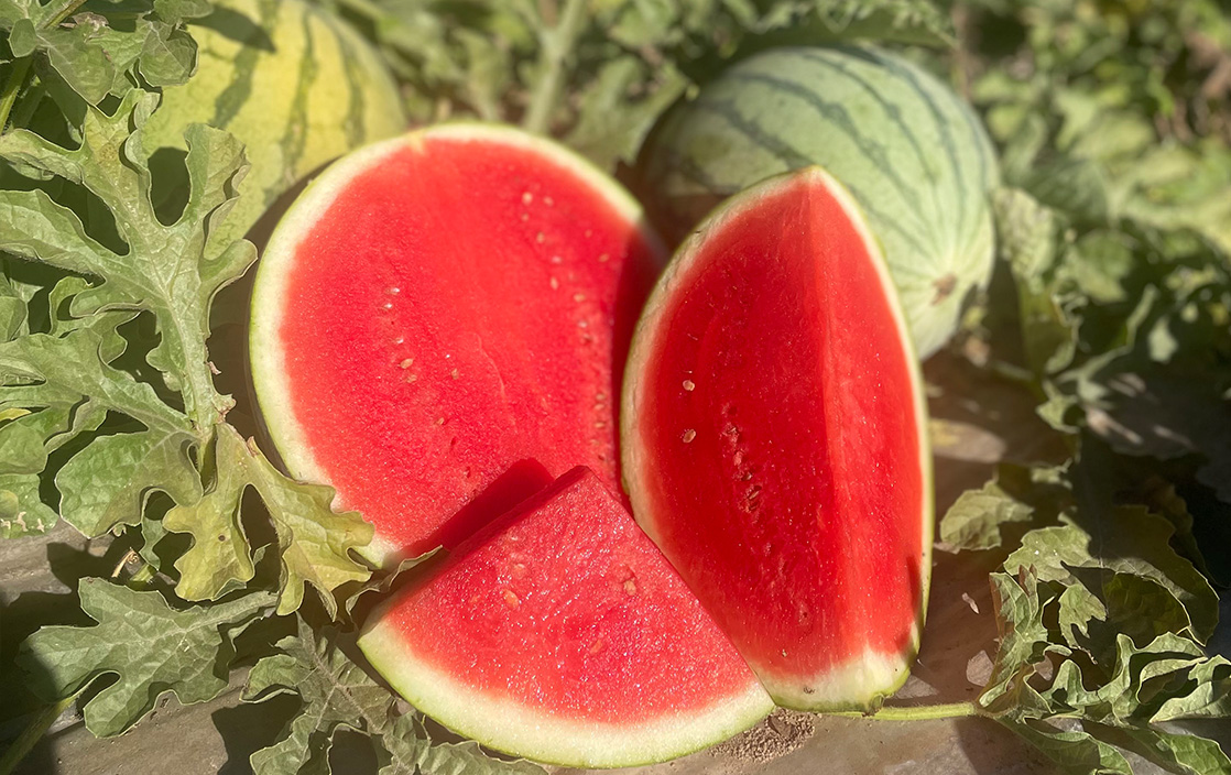 Roaring Success: Onza, a Mini seedless Watermelon with a Big Impact ...